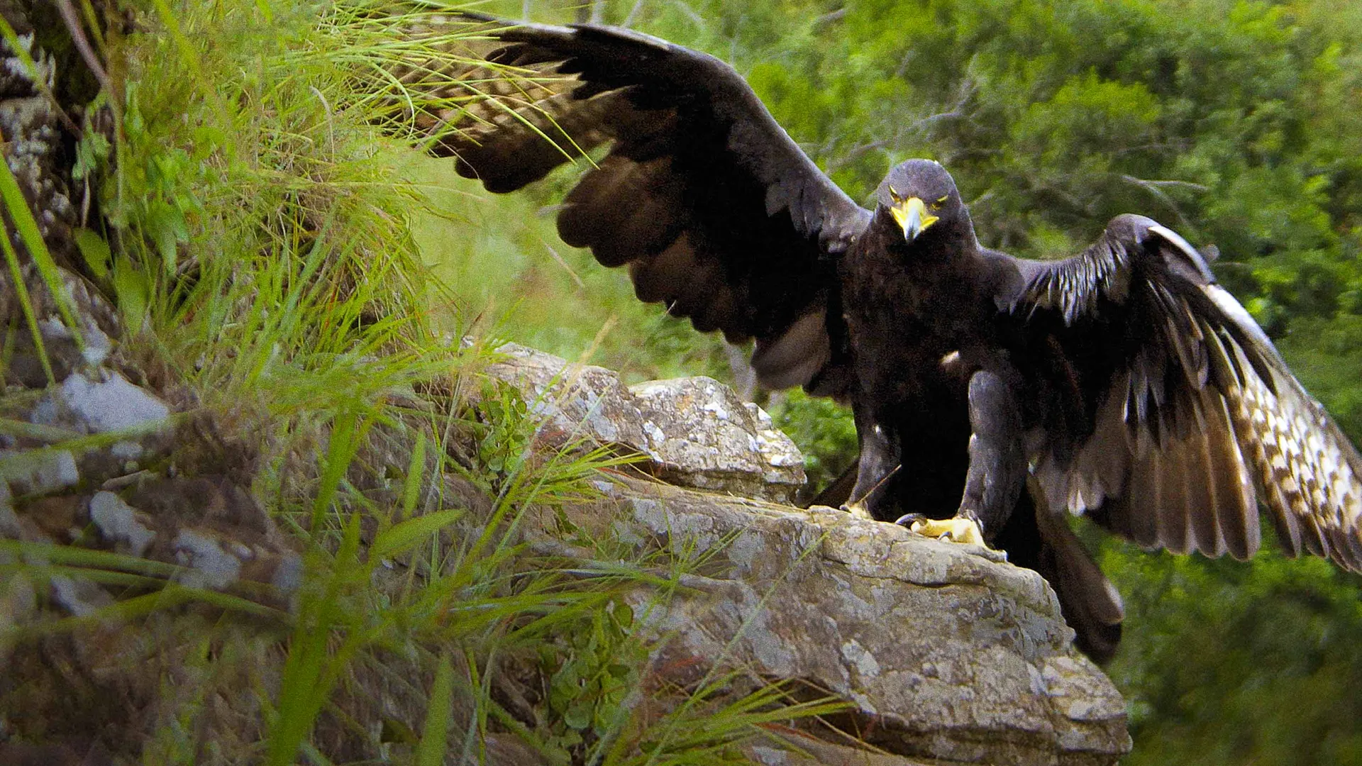 Africa's Hidden Kingdoms - Smithsonian Channel - Watch on Paramount Plus
