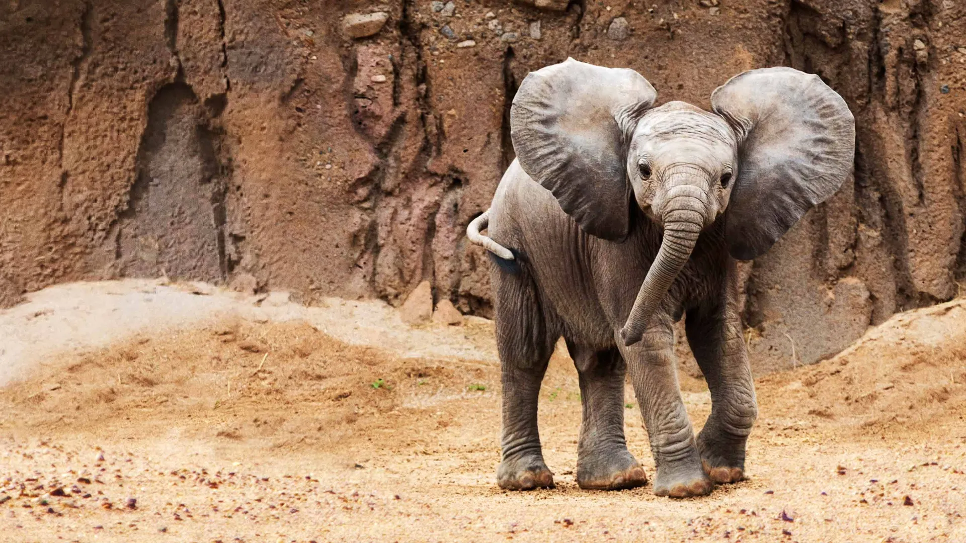 Baby Animals - Smithsonian Channel - Watch on Paramount Plus