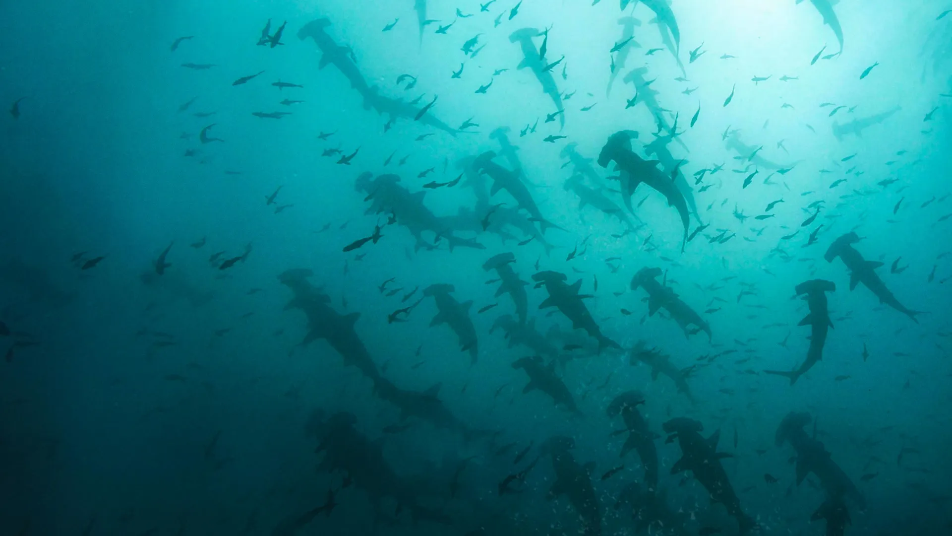 Great Blue Wild - Smithsonian Channel - Watch on Paramount Plus