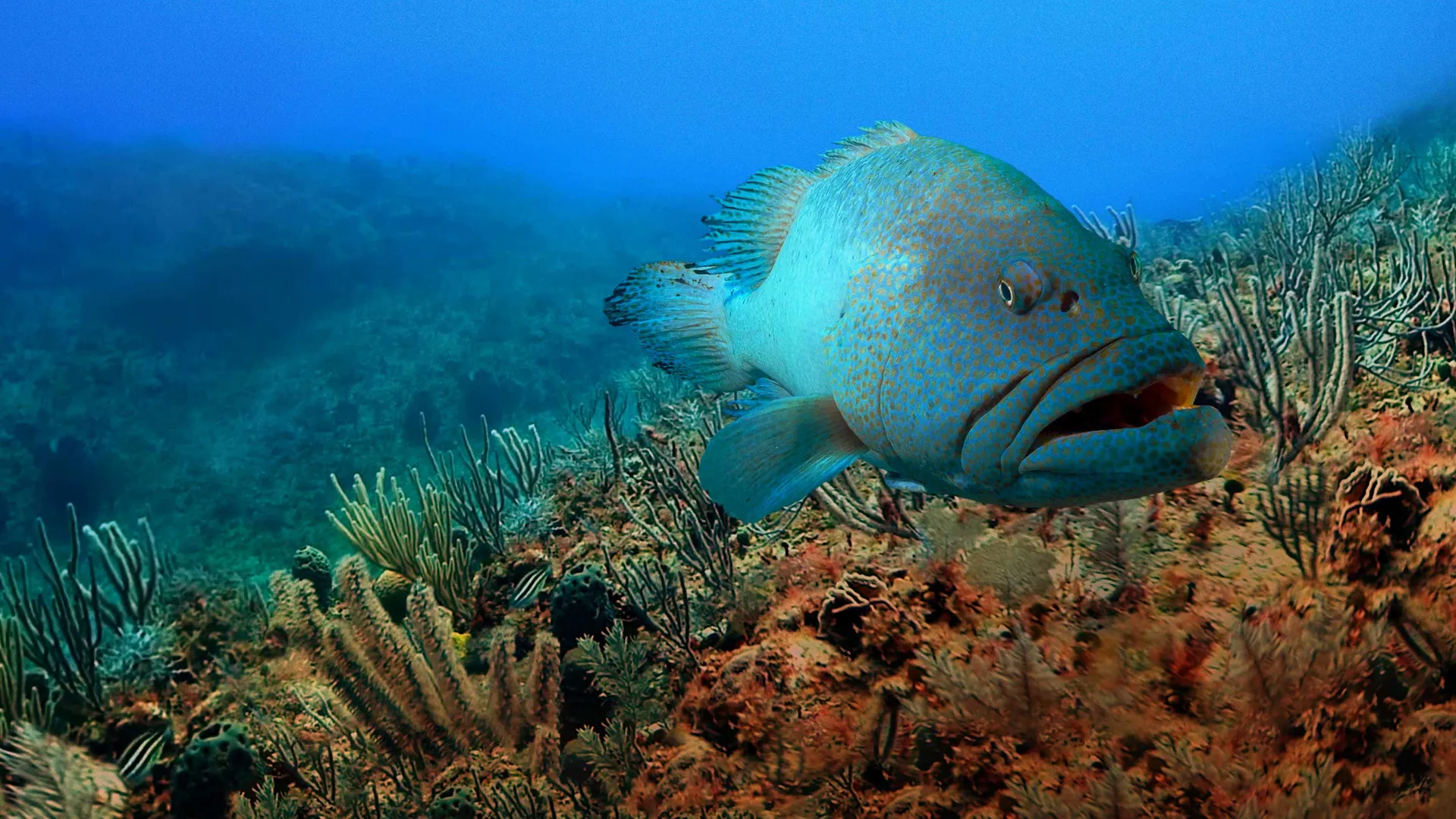 Ocean Parks - Smithsonian Channel - Watch on Paramount Plus