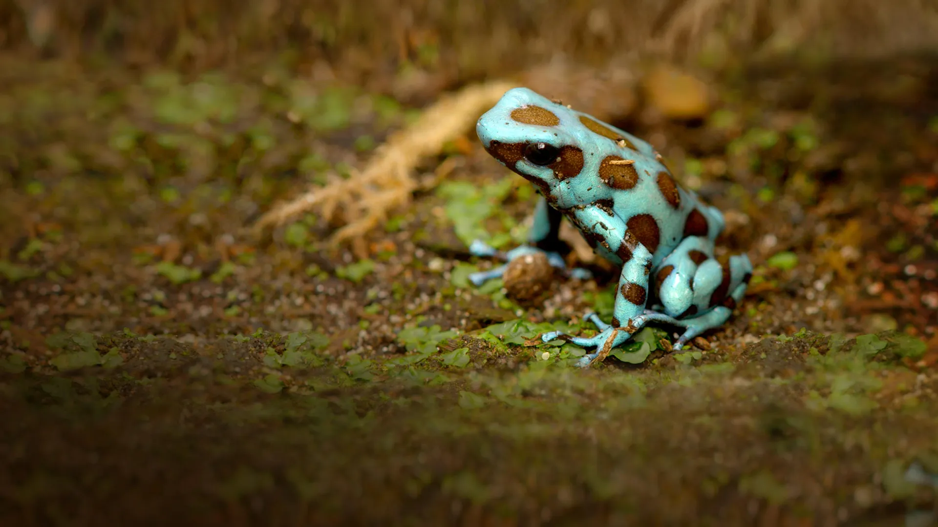 Strange Creatures - Smithsonian Channel - Watch on Paramount Plus