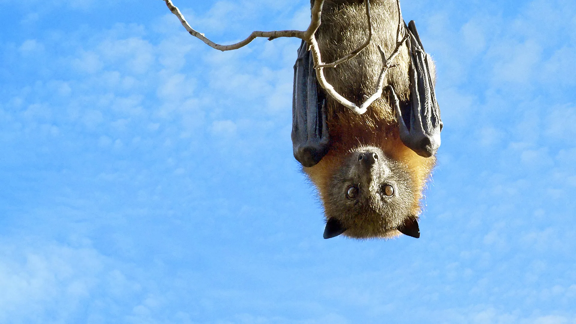 Secrets of Wild Australia - Smithsonian Channel - Watch on Paramount Plus