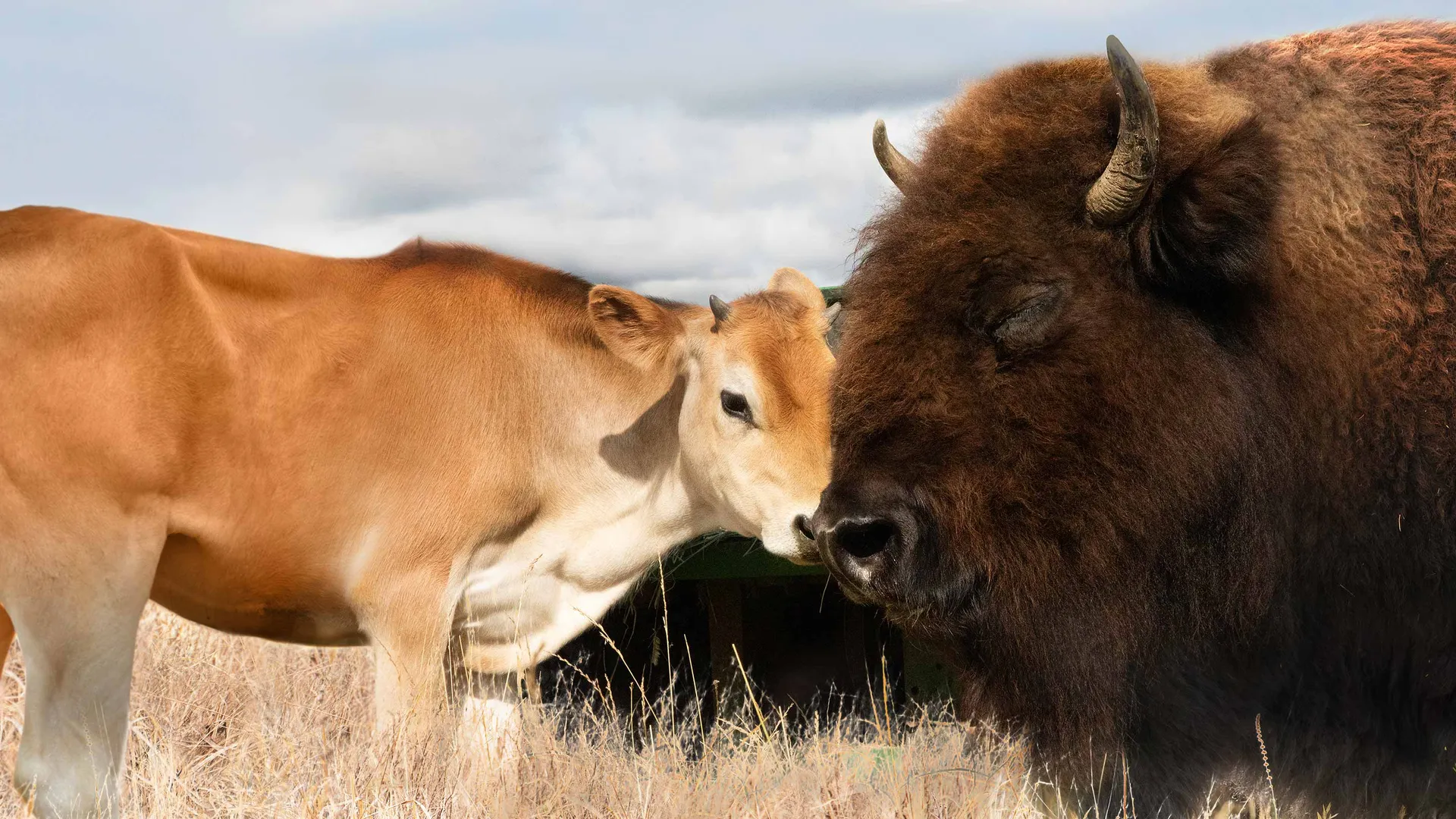 Amazing Animal Friends - Smithsonian Channel - Watch on Paramount Plus